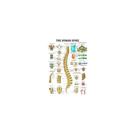 Anatomical Worldwide Ch07 Human Spine Anatomy Chart Philippines Ubuy