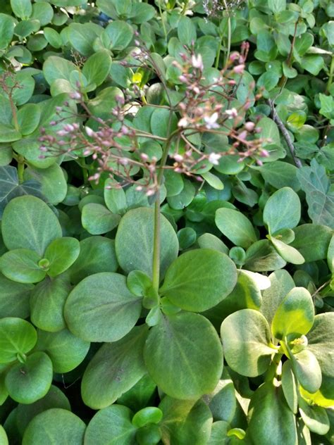 Crassula Multicava Calflora Crassula Multicava Calflora