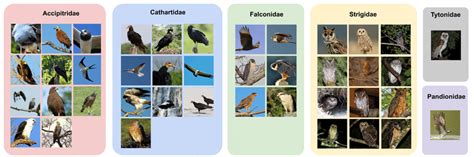 Example Of All Classes Of Birds Families Download Scientific Diagram