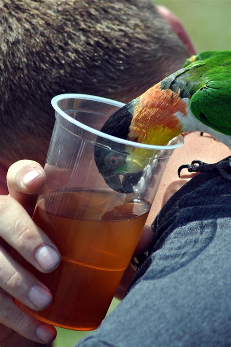 Drunk Parrot By Dicky Mint On Deviantart