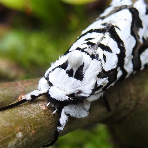 North Island Lichen Moth New Zealand Bug Of The Year 2023