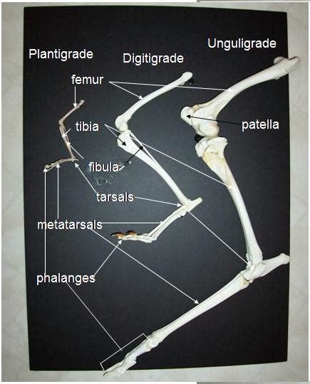 Biomehanics Overview