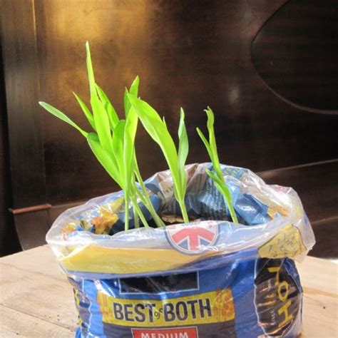 Robyn Appleton Robynappleton Twitter