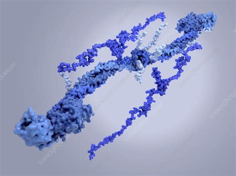 Fibrinogen Molecule Structure