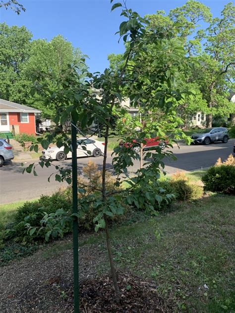 Apple Tree Bark Is Splitting Revealing The Cambium Anything I Canshould Do R