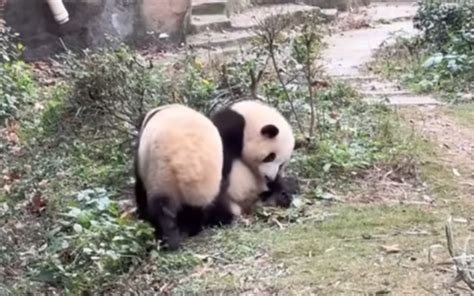 大熊猫花花 和叶这个费姐狂魔还是知道心疼姐姐的～ Yuajuu Yuajuu 哔哩哔哩视频