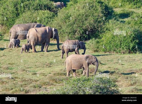 African Bush Elephants Loxodonta Africana Foraging Herd Mother With