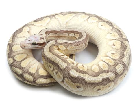 Butter Ghost Ball Python