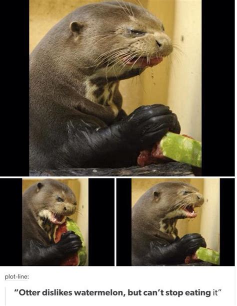Otter Eating Watermelon Meme 33 Of Shark Attacks Involved Surfers In