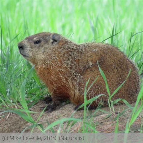 Staff Picks Native Species London Environmental Network