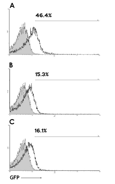 Transduction Of Primary Mouse Splenocytes Splenocytes Were