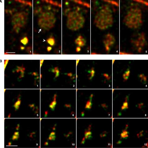 Frantisek Baluska Group Leader Phd Prof University Of Bonn Bonn Uni Bonn Institute