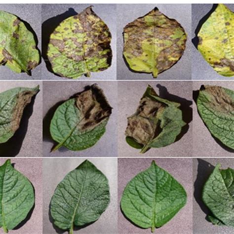 Example Of Potato Leaf Diseases Three Types Of Potato Leaves Including