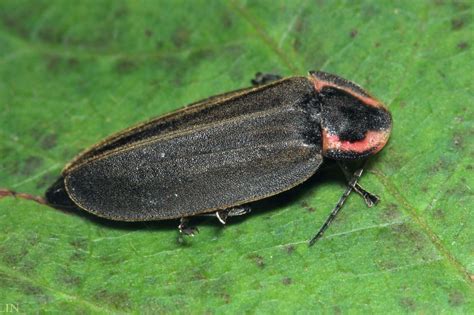 100 Firefly Wallpapers