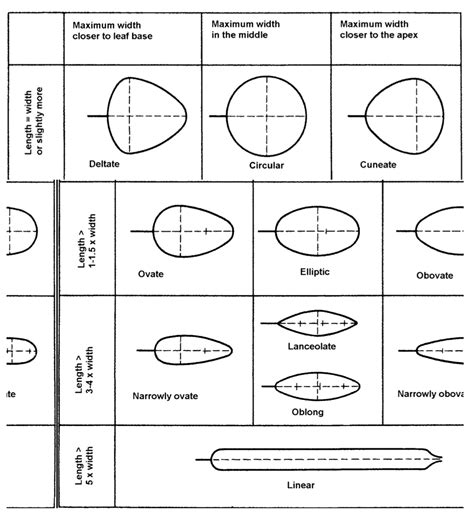 5 3 The Leaf Biology Libretexts