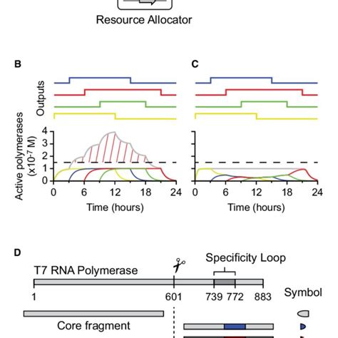 The Resource Allocator A Complex Synthetic Genetic Systems Are Broken