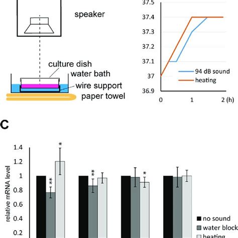 Water Block And Heating Assays A Water Block Assay Was Performed By Download Scientific