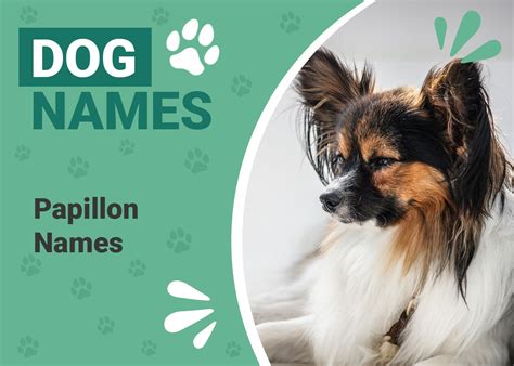 187 Popular And Unique Papillon Names For Your Parisian Pup Dogster