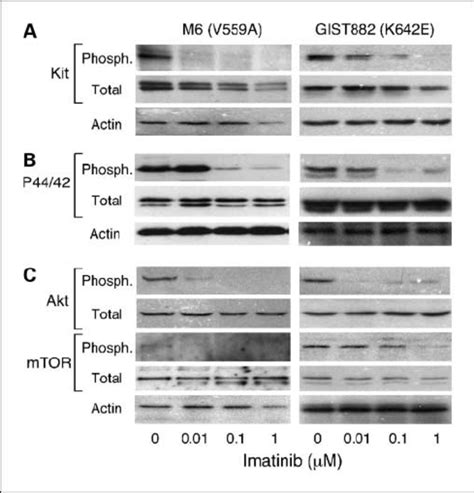 Imatinib Mesylate Inhibits Kit Phosphorylation In M6 Mucosal Melanoma Download Scientific