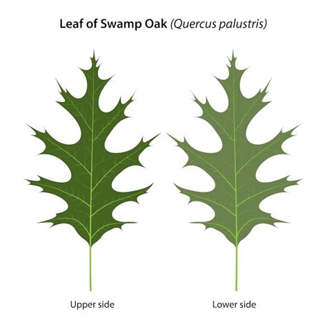 Premium Vector Leaf Of Swamp Oak Quercus Palustris