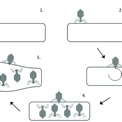 Life Cycle Of A Virulent Tailed Phage Not To Scale 1 The Phage