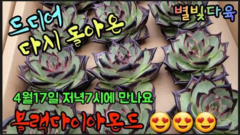 230417 판매 예고영상다육이별빛다육수입명품다육블랙다이아몬드블랙시리즈초초특가succulent肉质植物재구매 1위 Youtube