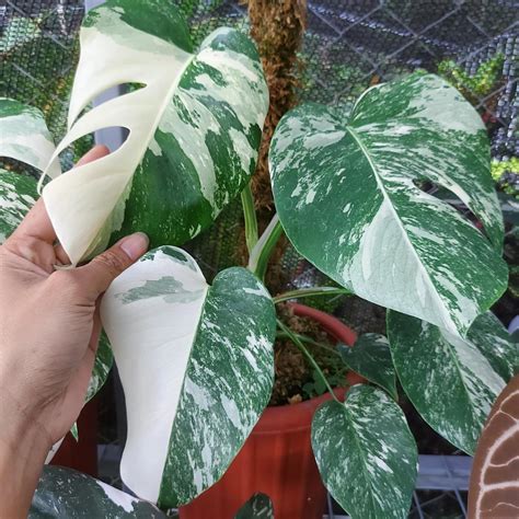 Monstera Albo The Stunning Variegated Houseplant Xanh Xanh Urban Forest