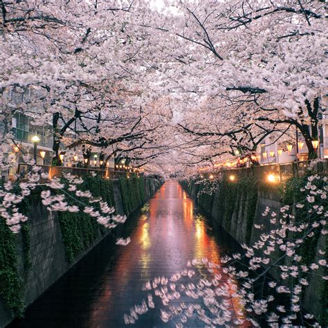 Cherry Blossom In Japan Cherry Blossom In Japan A Guide To Hanami