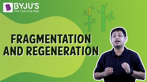 What Is Fragmentation In Biology Class 8 The 13 Latest Answer