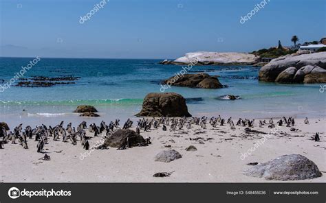 Praia De Boulders Em Simons Town Cape Town África Do Sul Belos