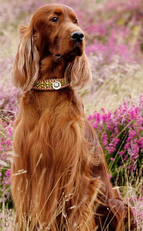 Irish Setter Images