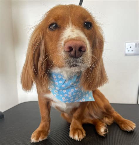The Cutest Wee Girl In For Her Cut The House Of Paws
