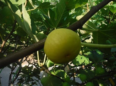 宮菜園 無花果 Mei Li Ya（