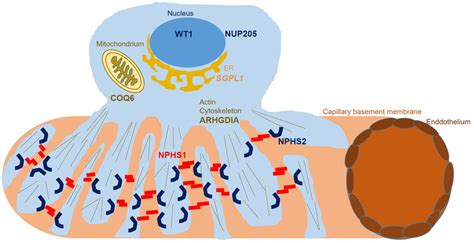 Podocyte Subcellular Localization Of Proteins Encoded For By Genes