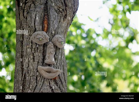 Tree Trunk With Eyes Nose And Mouth Burlington Ontario Stock Photo Alamy