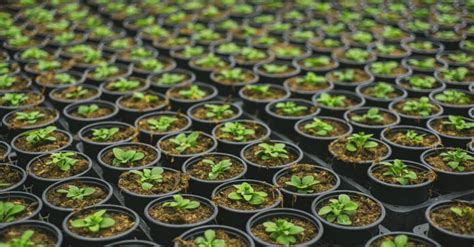 Lakshmi Gopal On Linkedin Securities Law Compliance In Capital Raising By Early Stage And Other