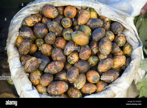 Poma Betel Nut A Mild Stimulant Digestive That Ultimately Stains