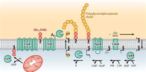 Pdf Lipoteichoic Acid Synthesis And Function In Gram Positive
