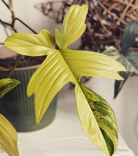 Philodendron Florida Beauty Variegata Pflanzen Wunder