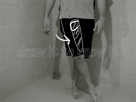 Gross Anatomy Glossary Adductor Brevis Ditki Medical And Biological Sciences