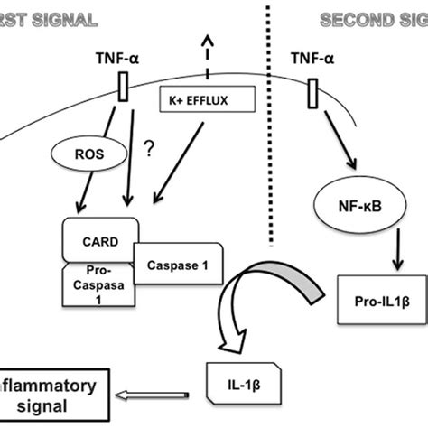 Nf Kb Involvement In Il 1b Activation A Immunoblot Of Il 1b Levels In