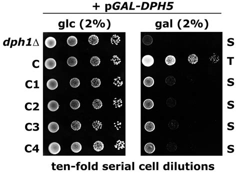 Insights Into Diphthamide Key Diphtheria Toxin Effector