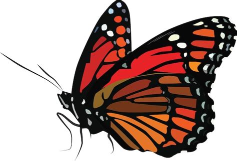 Buterfly Premium Vector