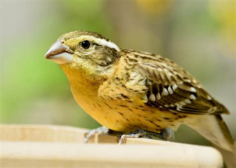 Meet The Black Headed Grosbeak — Sacramento Audubon Society