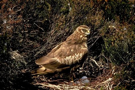 Winter Raptors A Seasonal Guide To Spotting Birds Of Prey