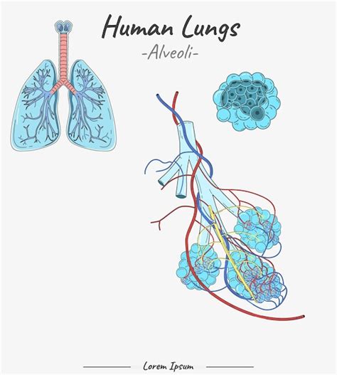 Premium Vector Alveoli Diagram In Human Lungs Illustration
