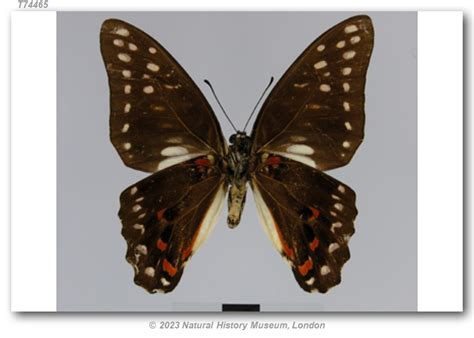 Graphium Eurypylus Extensus Type Specimens