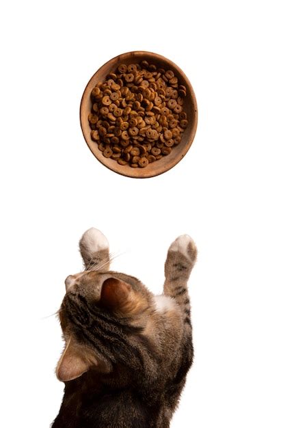 Dry Kibble Psd 1000 High Quality Free Psd Templates For Download