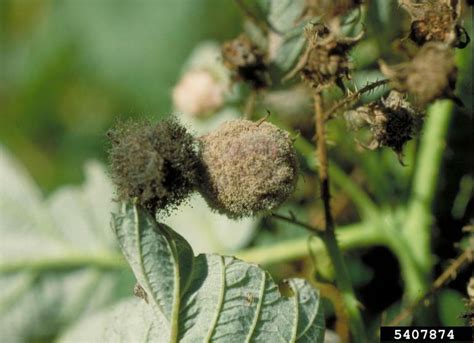 Raspberry Diseases And Pests Description Uses Propagation