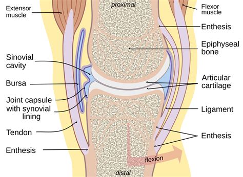 Synovial Bursa Wikipedia